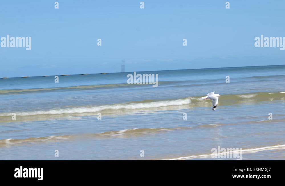Seagull Flying Over Ocean Seagull Flying By Waves on Sea Seagull Fly ...