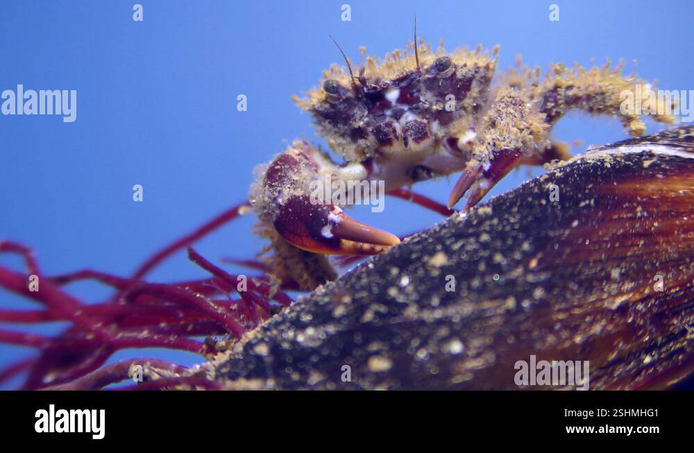 Bristly Crab on the sea bottom Stock Video Footage - Alamy