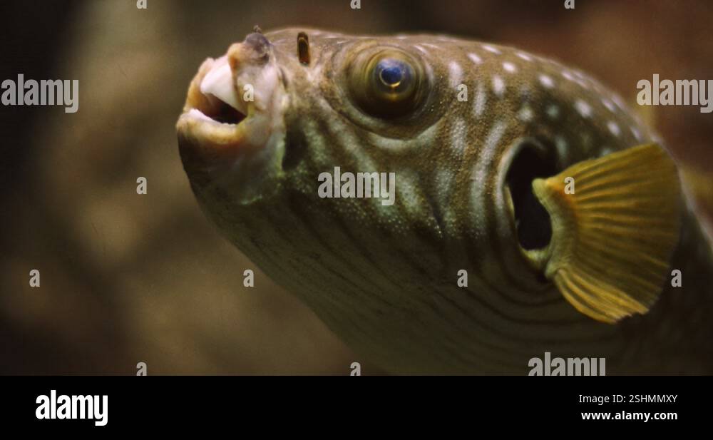 Clumsy animal Stock Videos & Footage - HD and 4K Video Clips - Alamy