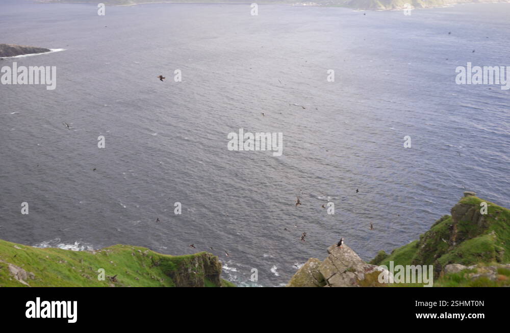 Hundreds of Puffins Flying Along a Cliff in Norway, Wide Shot, Slow ...