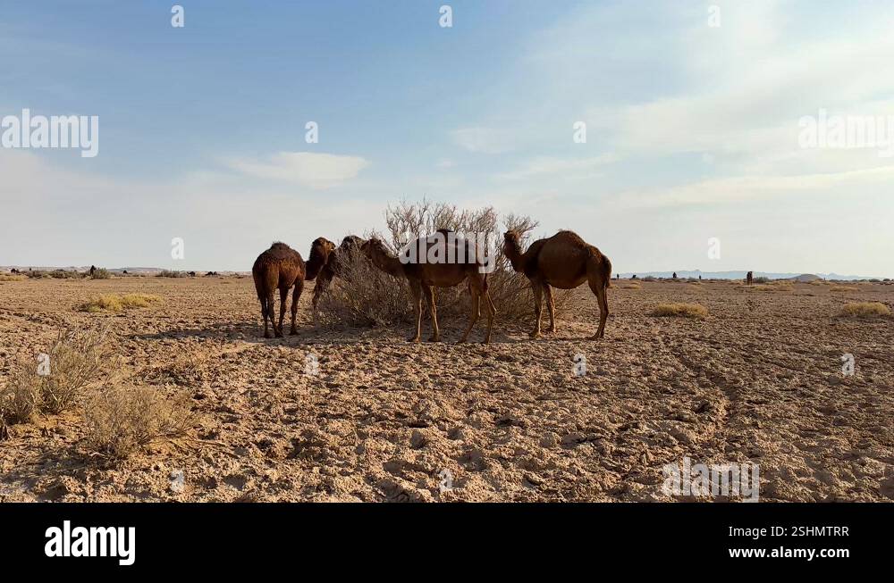 Group of Camel in desert eating hay bale dry grass wild plant vegetable ...