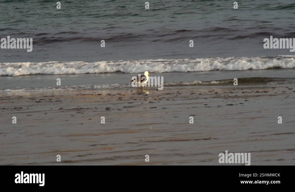 Still seagull on Irish shoreline Stock Video Footage - Alamy