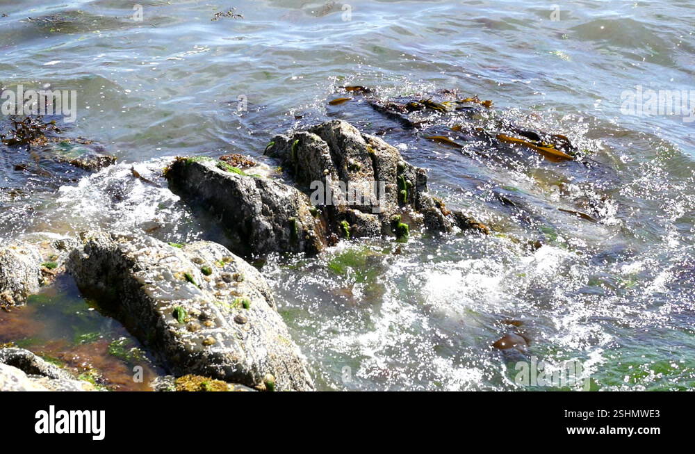 Limpets Stock Videos & Footage - HD and 4K Video Clips - Alamy