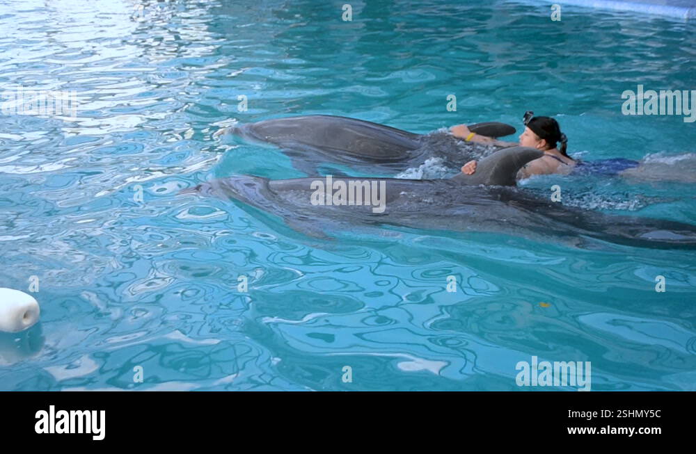 Woman swimming in pool with dolphins. Girl holding fin of dolphin and ...