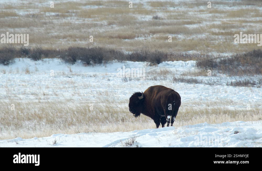 Bison looks back camera Stock Videos & Footage - HD and 4K Video Clips ...