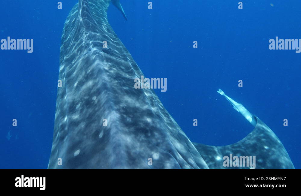 Large Filter-Feeding Carpet Shark And Small Fish Swimming Together In ...