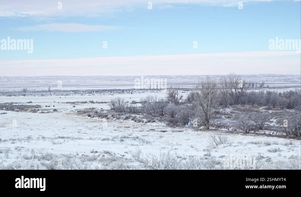 Pan of prairie valley in snowy clear day with bison herd Stock Video ...