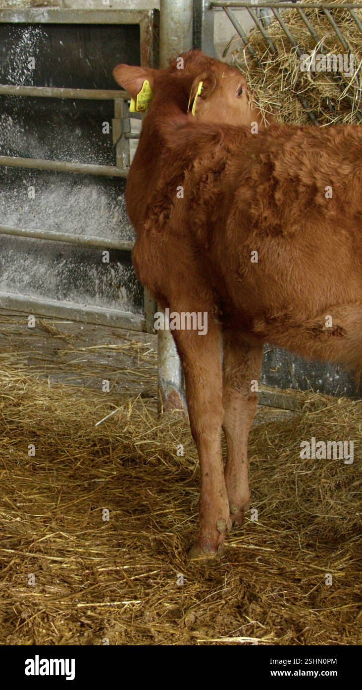 A brown calf in the barn is eating hay. Calves in the cowshed. Vertical ...
