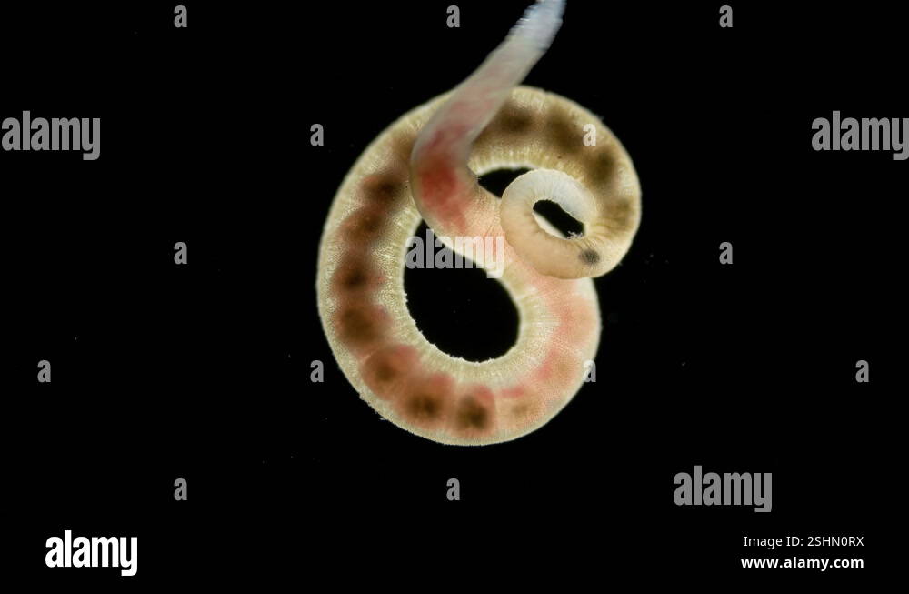 Oligochaeta worm under the microscope, class Clitellata, Phylum ...