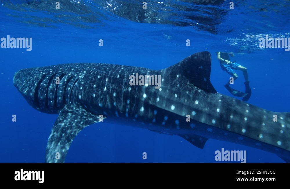 Male Snorkeler Watching Large Slow-Moving Whale Shark In Blue Sea ...