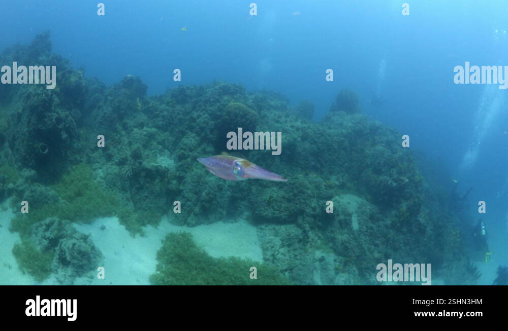 Marine Molluscs Swimming In Tranquil Ocean While Snorkelers Exploring ...