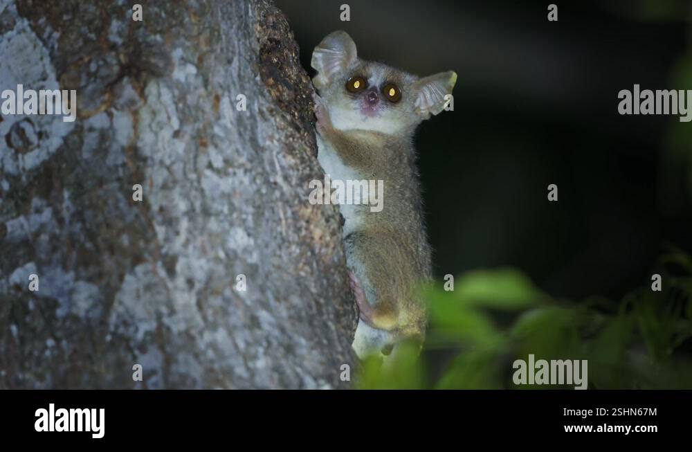 Grey Mouse Lemur - Microcebus murinus also Gray or Lesser mouse lemur ...