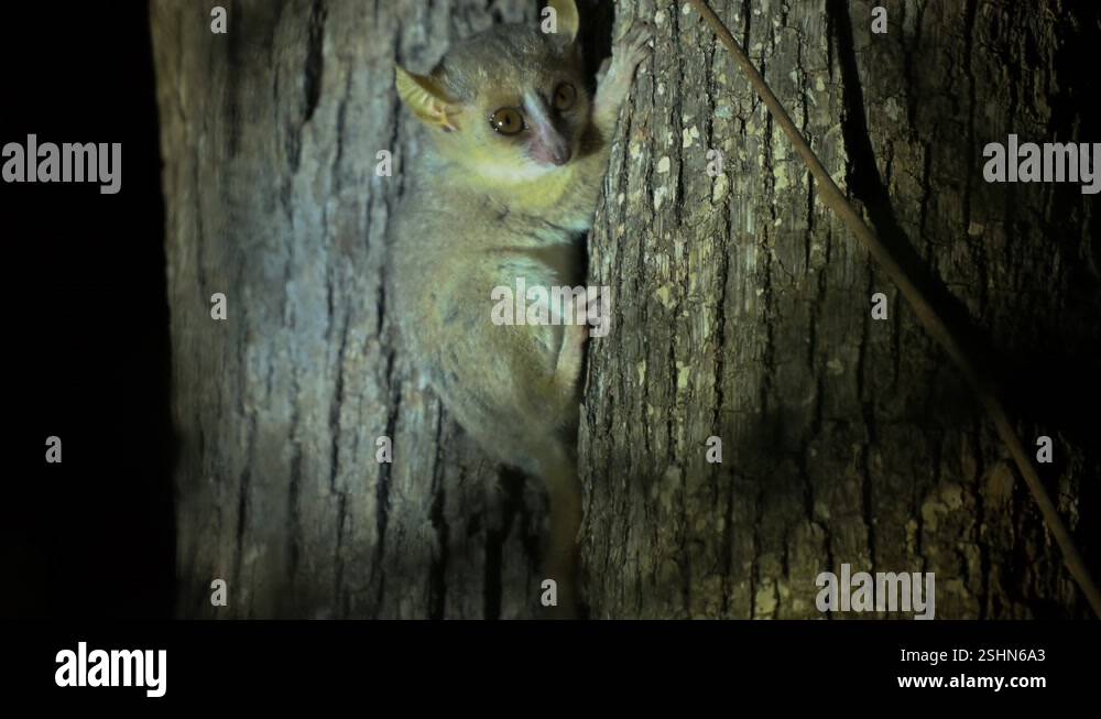 Grey Mouse Lemur - Microcebus murinus also Gray or Lesser mouse lemur ...