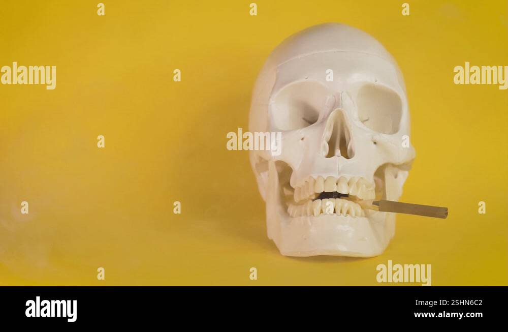 skull of a man with a cigarette bone skeleton.concept death nicotine ...