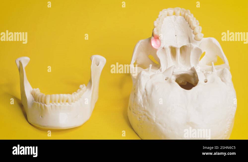 Human skull the structure of the bone of the head . layout medical ...