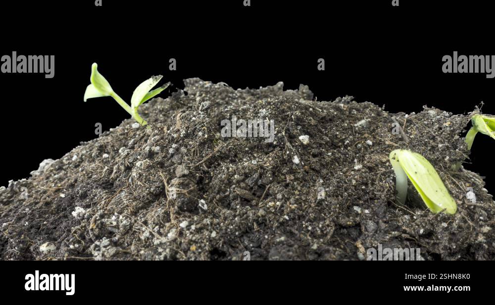 Fresh cucumber growing macro time-lapse. Closeup of germination and ...