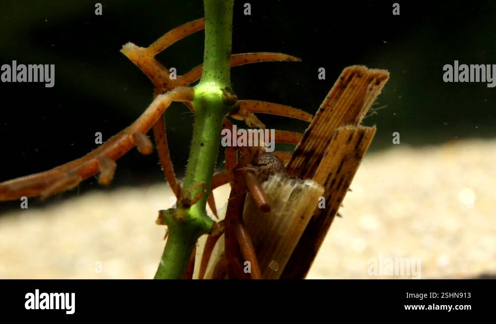 Caddisfly Larva (Anabolia) Feeding on Dead Aquatic Vegetation Stock ...
