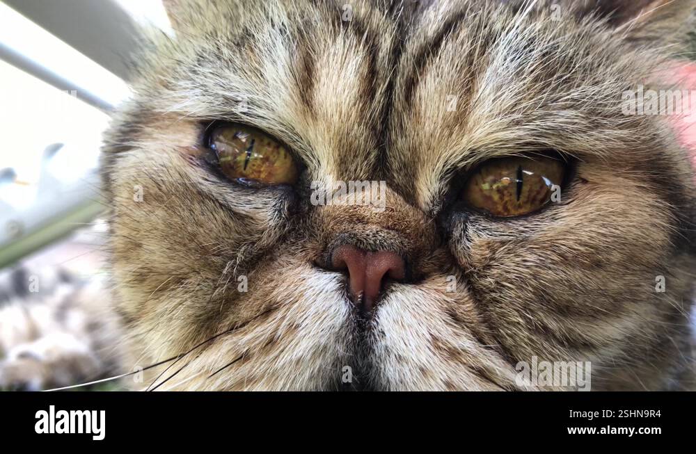 Cat making face Stock Videos & Footage - HD and 4K Video Clips - Alamy