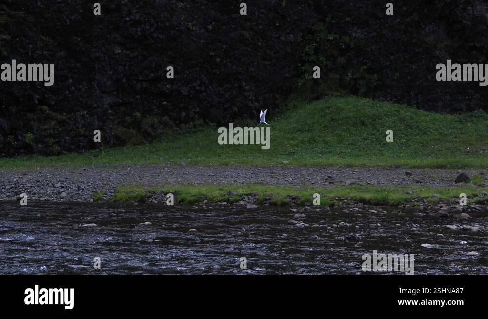 Arctic tern fish Stock Videos & Footage - HD and 4K Video Clips - Alamy