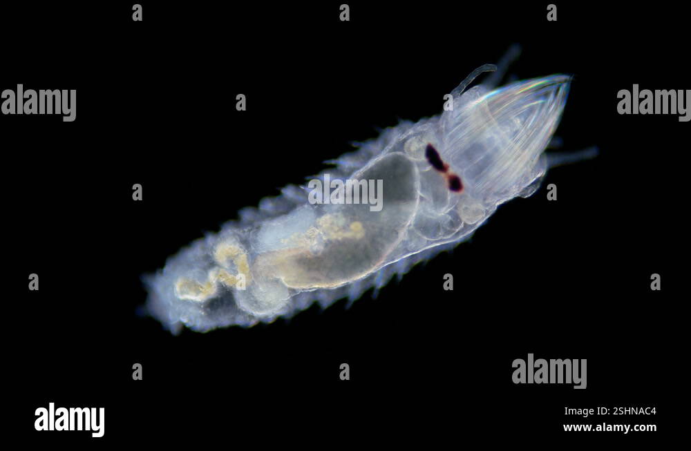Worm family Pectinariidae under a microscope, possibly genus Pectinaria ...