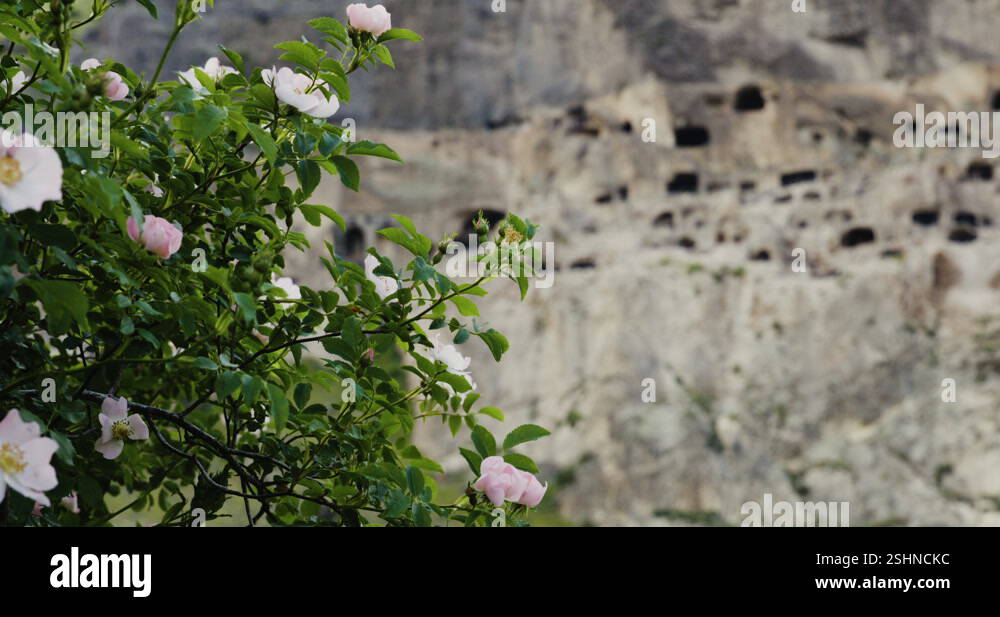 Blooming pink rose bush blown by breeze, Vardzia cave monastery beyond ...