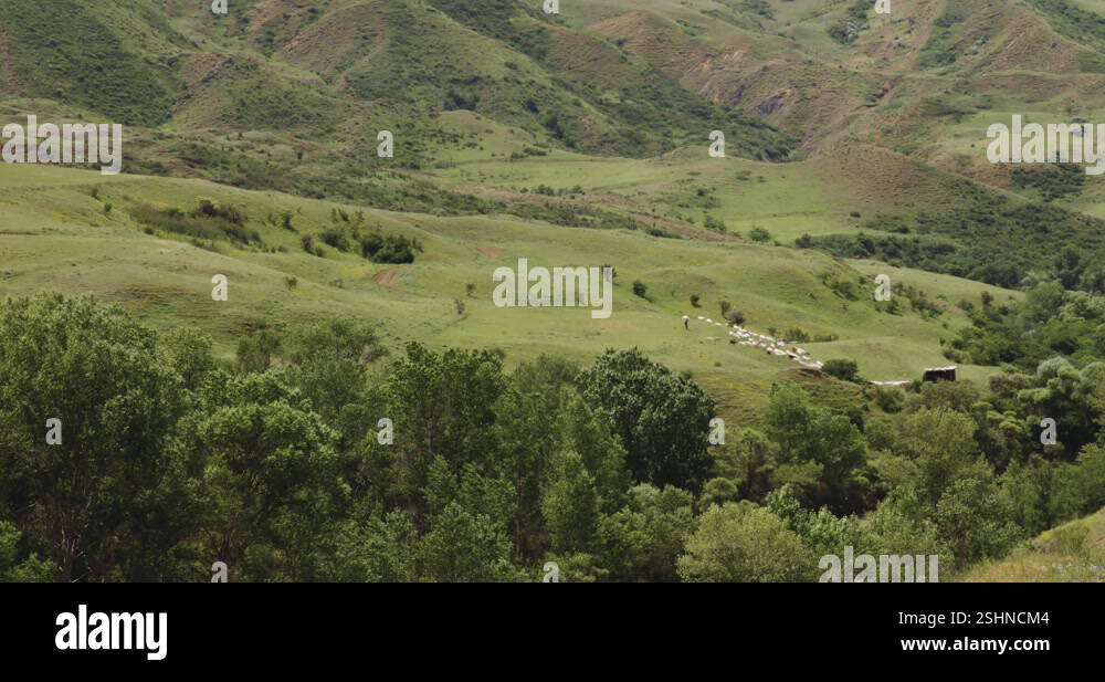 Droving sheep Stock Videos & Footage - HD and 4K Video Clips - Alamy