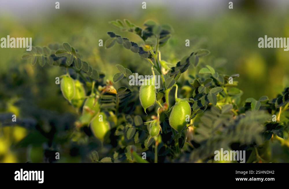 Chickpea bush. Chickpeas ripening in the field. Chickpeas in the field ...