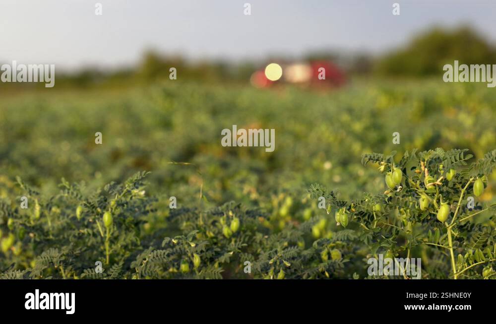 Chickpea bush. Chickpeas ripening in the field. Chickpeas in the field ...