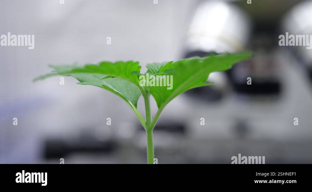 Green plant sprout growing in laboratory in front of microscope closeup ...