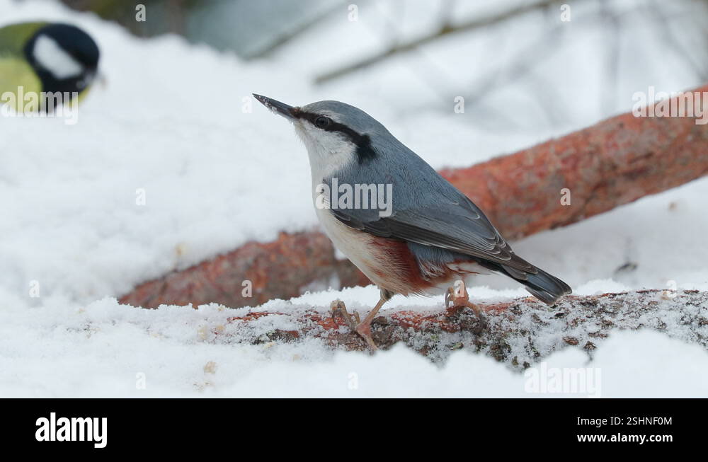 eurasian nuthatch bird feed fly away winter scene Sitta europaea ...