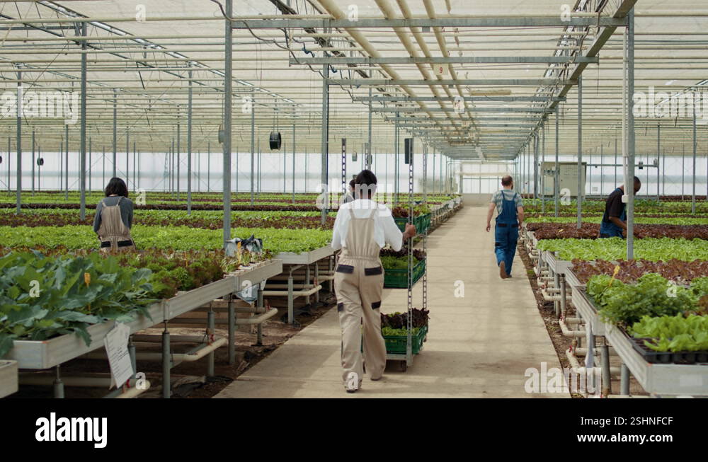 Two diverse farm workers doing fist bump hand gesture while african ...