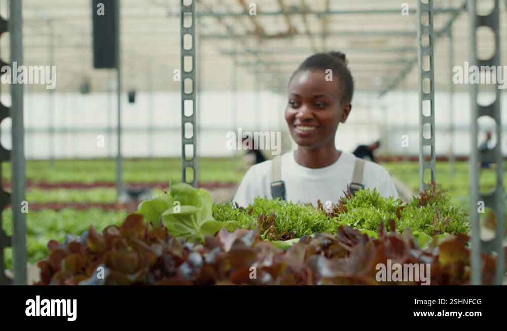 Smiling african american vegetables picker pushing rack of crates with ...