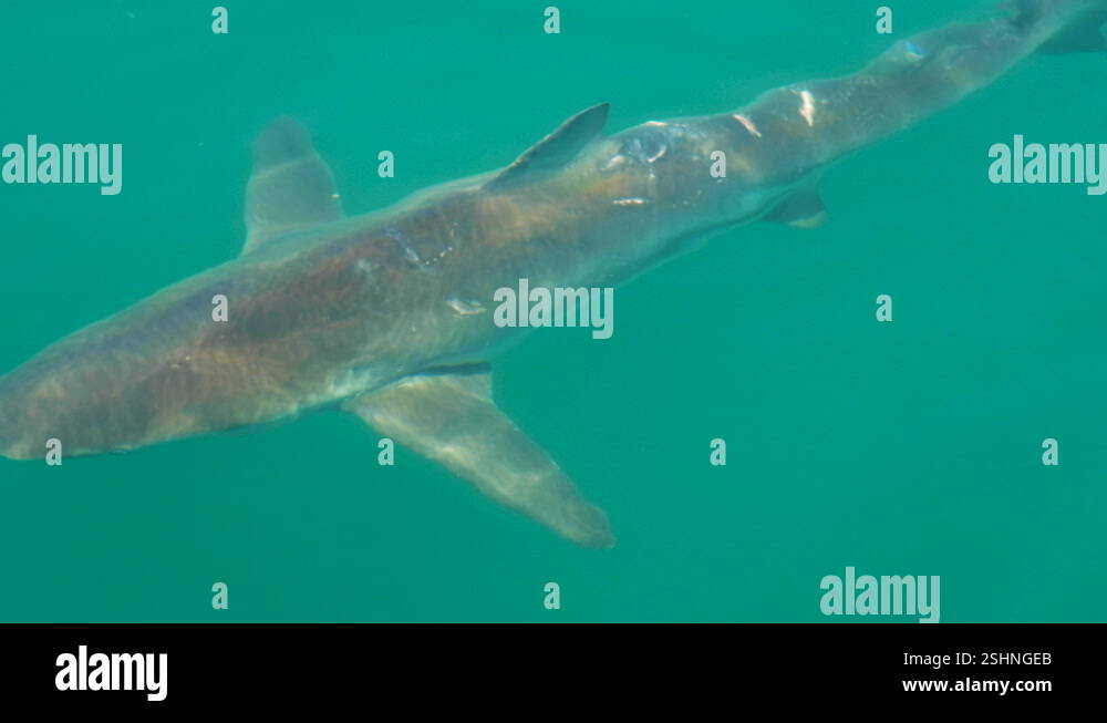 Injured shark with cuts behind dorsal fin swimming below surface; close ...