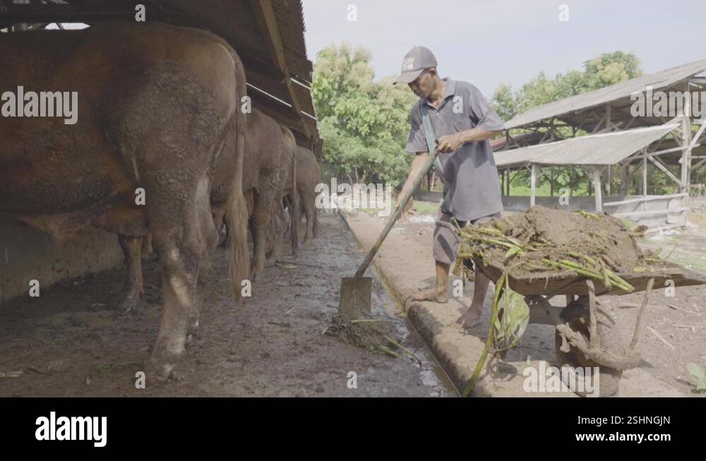 Cleaning manure on a dairy farm using a hoe and putting it in a dump ...