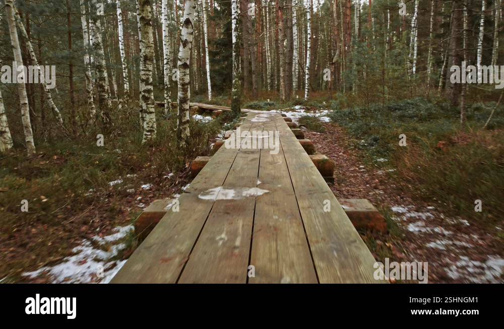 Winding wooden pathway in middle of dense forest, dolly forward. Cenas ...