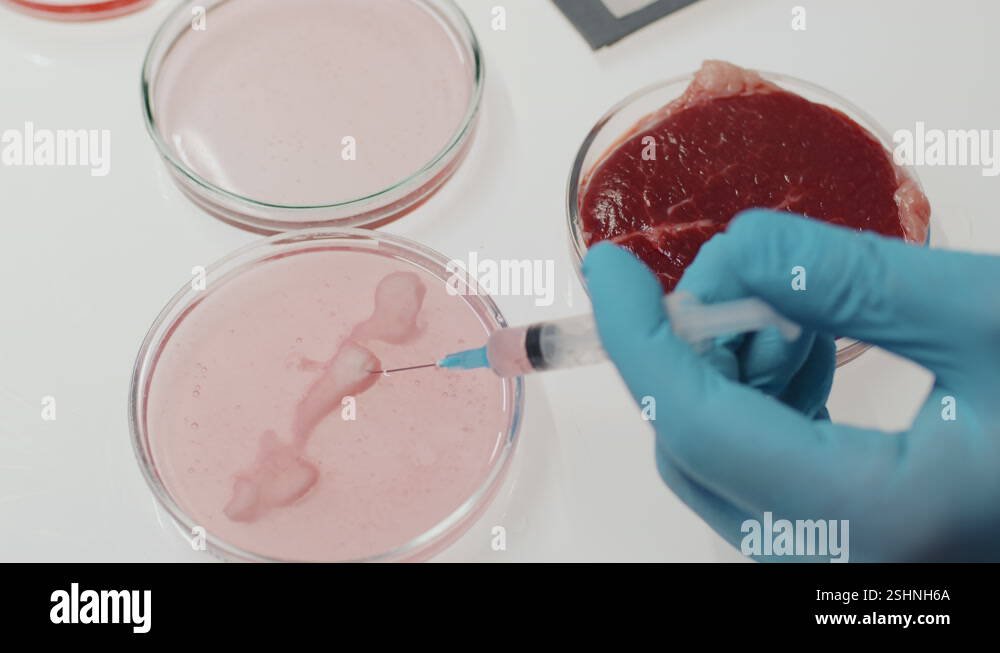 Gloved Hand of Researcher Injecting Plant-Based Serum in Stem Cells ...