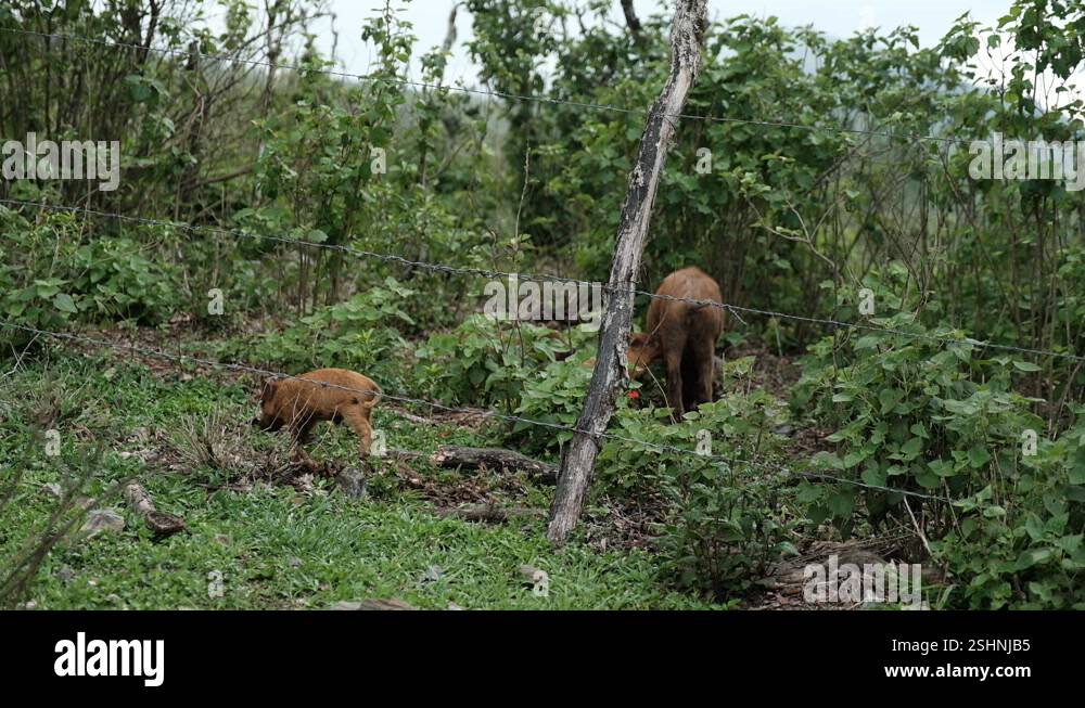 View of Family of brown pigs behind a fence on ranch, group of pigs ...