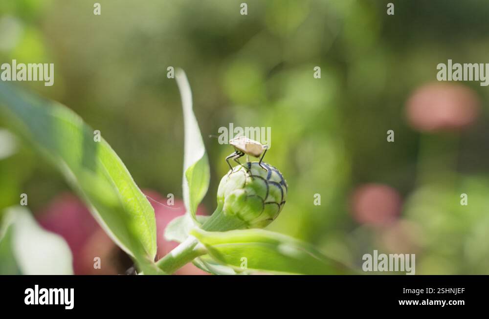 Slow Motion Close up of Insect on flower bulb Stock Video Footage - Alamy