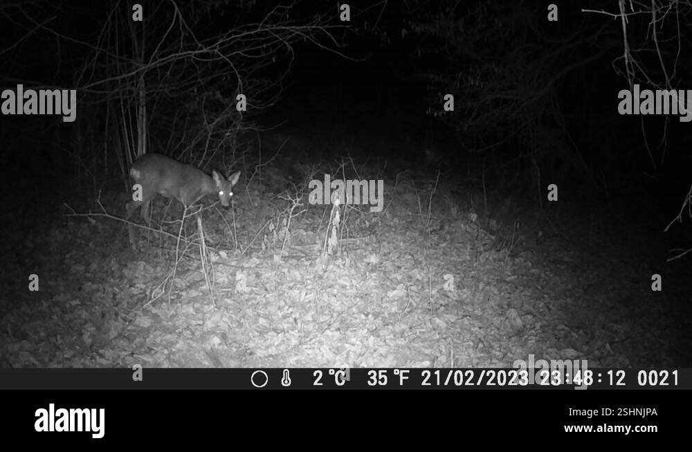Two young roe deer making their way into the forest - video by an ...