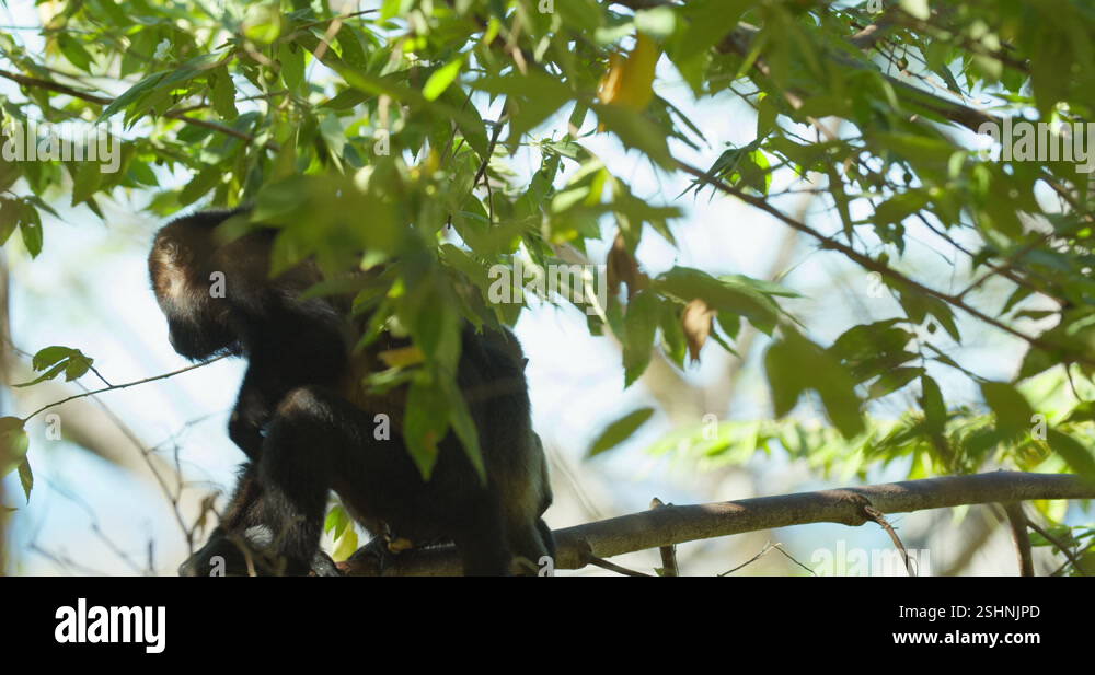 Male Howler monkey scratch genitalia itch in lush Costa Rica jungle ...