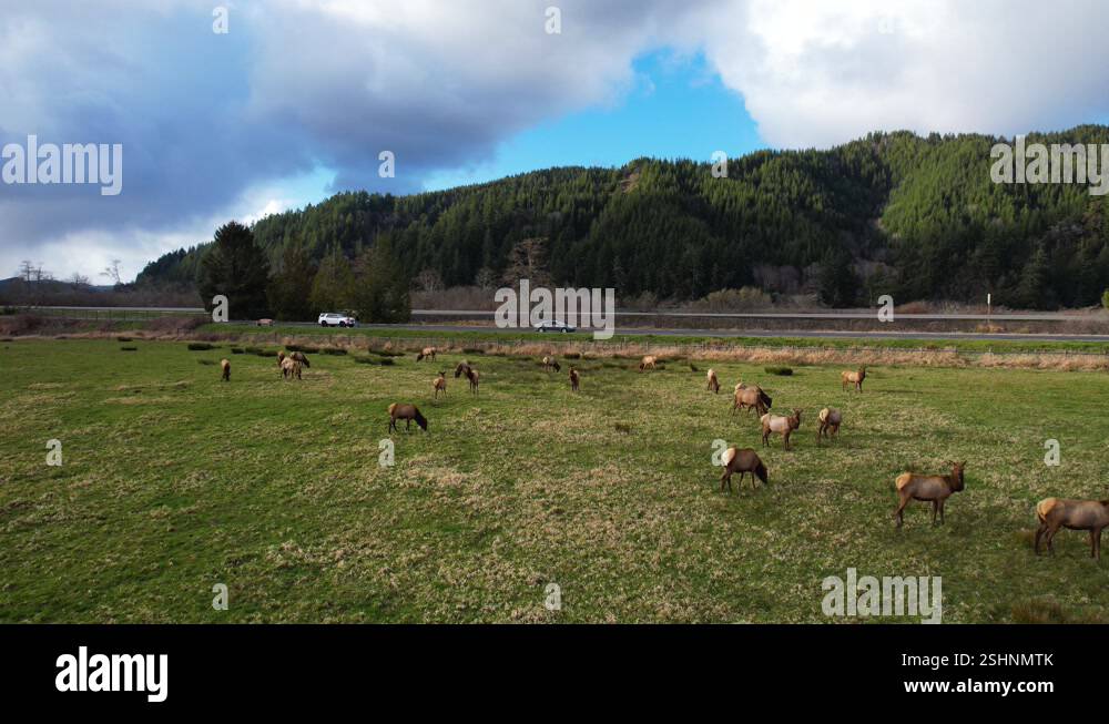 4K aerial drone shot descending down on a pack of wild Elk in Reedsport ...
