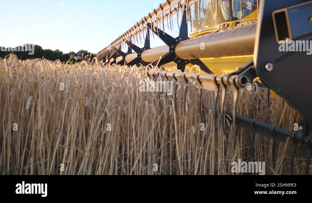 Close up blades of combine spinning and cutting yellow ears of wheat ...