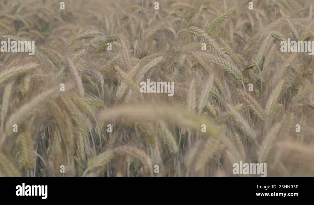 Wheat field, ears of wheat swaying from the gentle wind. Golden ears ...