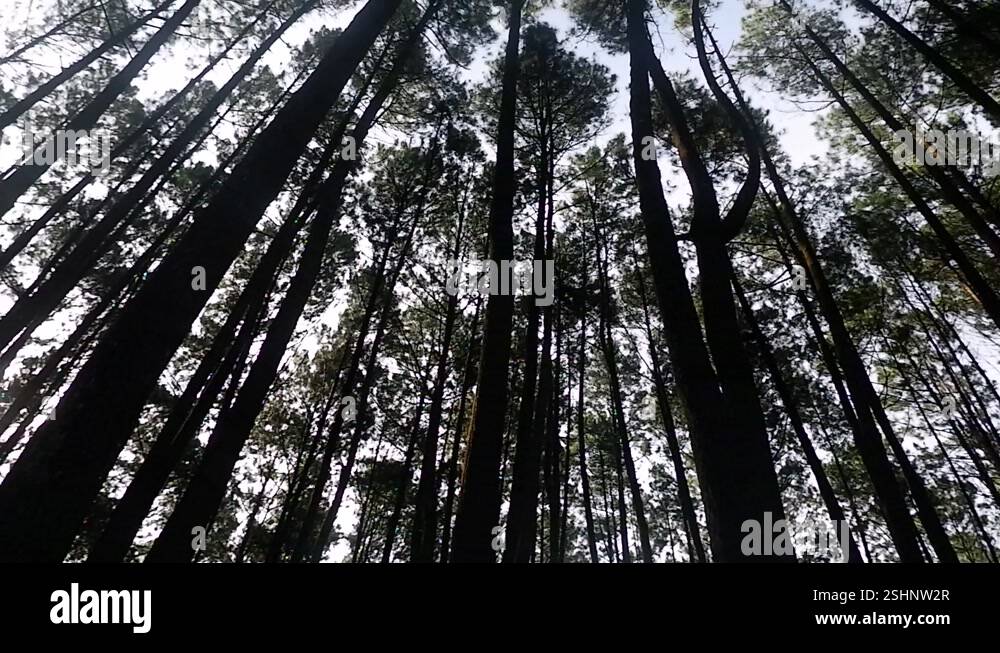 Tall and straight tree Stock Videos & Footage - HD and 4K Video Clips ...