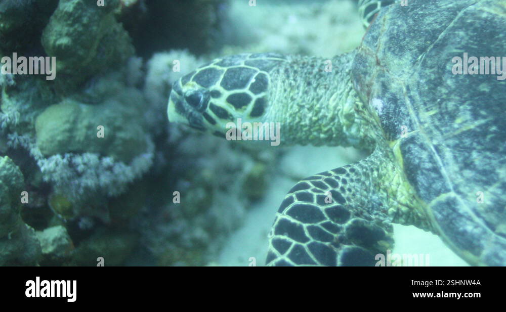 Sea Turtle in the Coral Reef of The Red Sea of Egypt . Turtles are ...