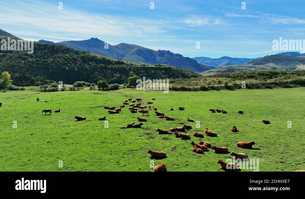 Diary livestock grazing with wild horses at Cubillas de Arbas Spain ...
