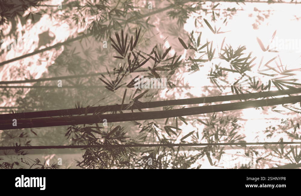 vertical video of flourish bamboo forest with glorious morning sunshine ...