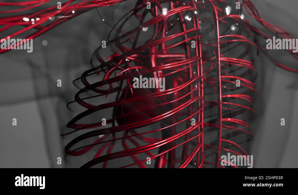 Medically accurate animation of Heart with Vains and arteries Stock ...