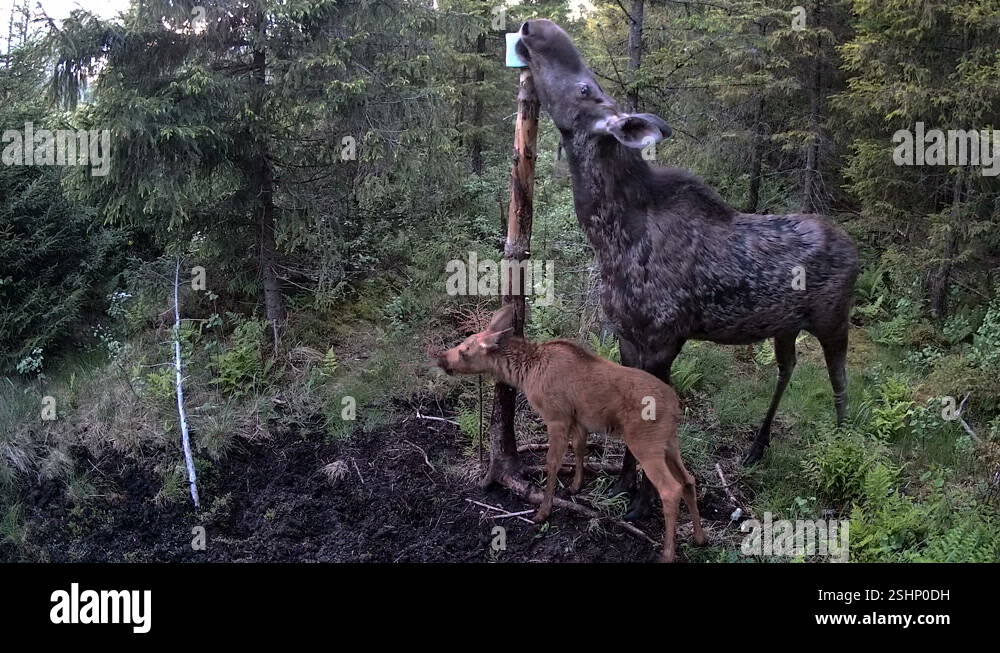 Two moose looking for food in the middle of the forest in Estonia Stock ...
