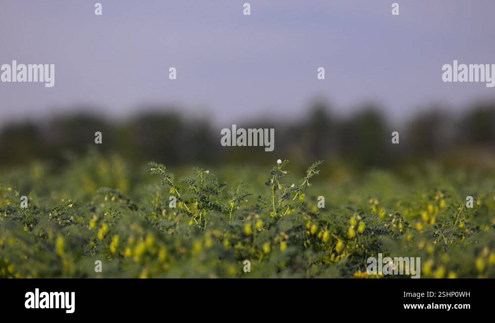 Chickpea bush. Chickpeas ripening in the field. Chickpeas in the field ...